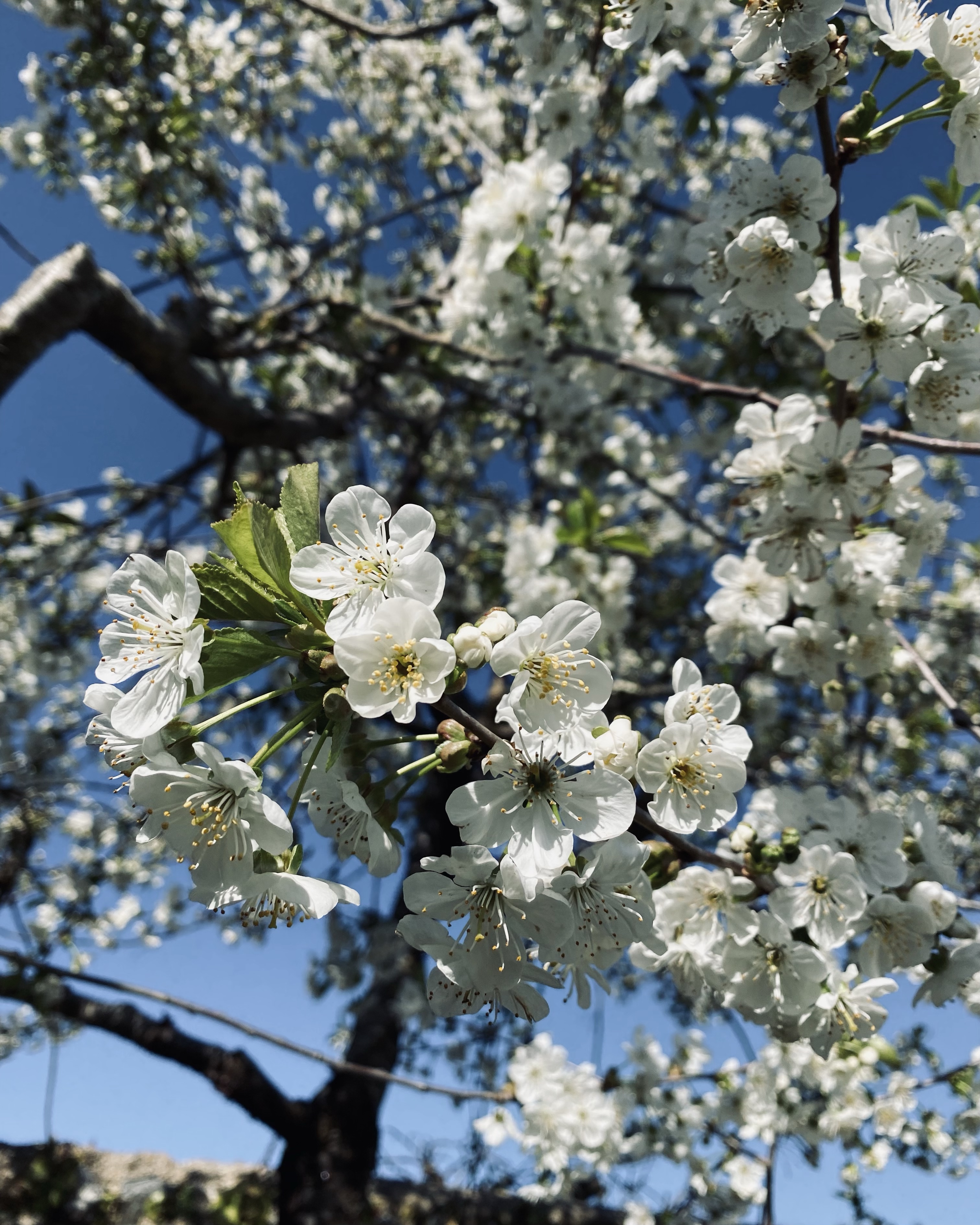 Morello Cherry/Prunus cerasus – Tend&Grow