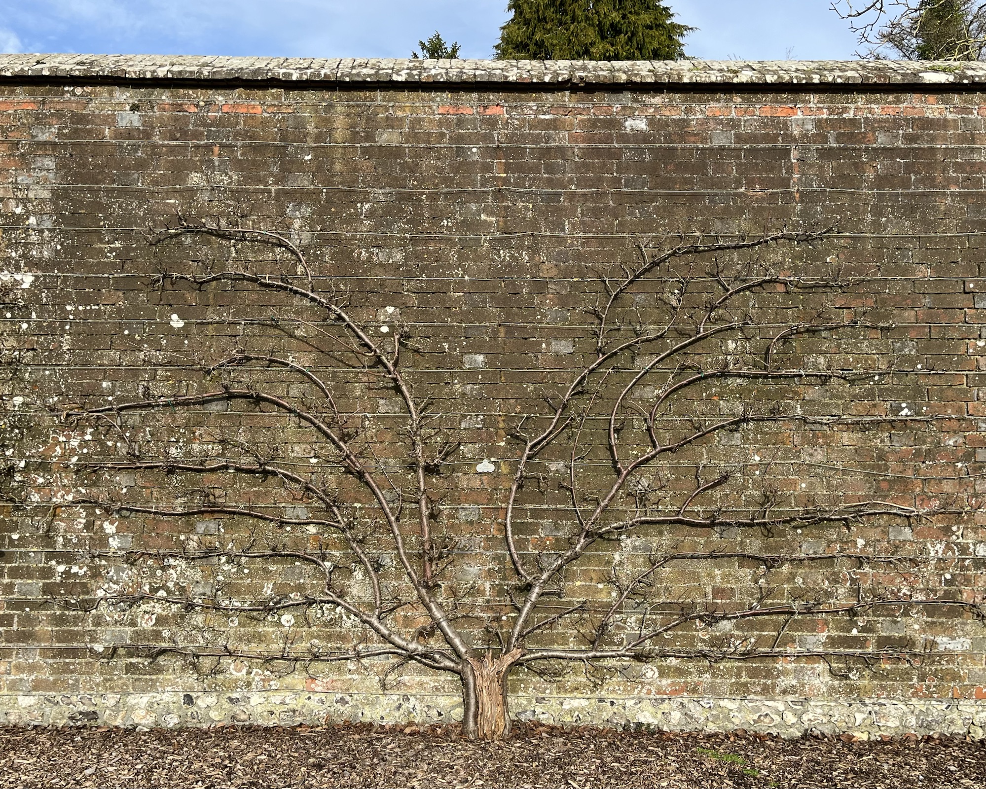 Trained Fruit tree forms at West Dean, Sussex – Tend&Grow
